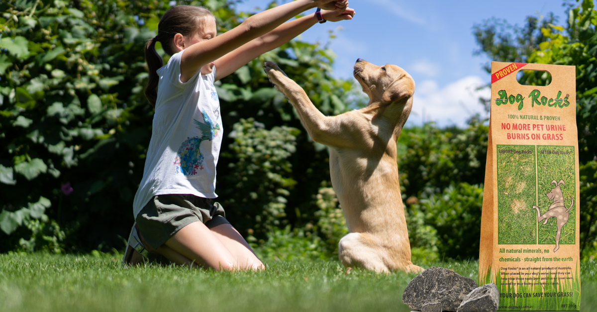 Dog Rocks, Original 100% Natural Cure to Pet Pee Burning Your Grass ...