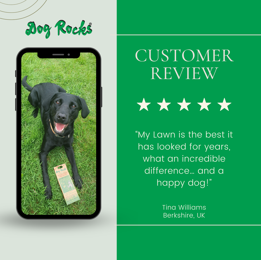 Dog Rocks, Original 100% Natural Cure to Pet Pee Burning Your Grass ...