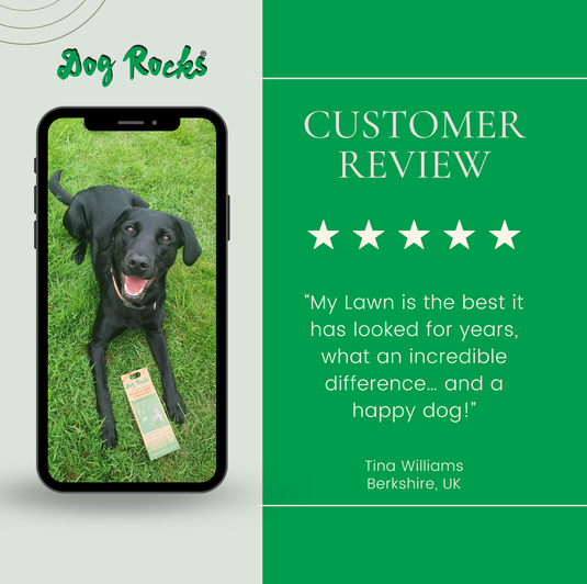 Dog Rocks, Original 100% Natural Cure to Pet Pee Burning Your Grass ...