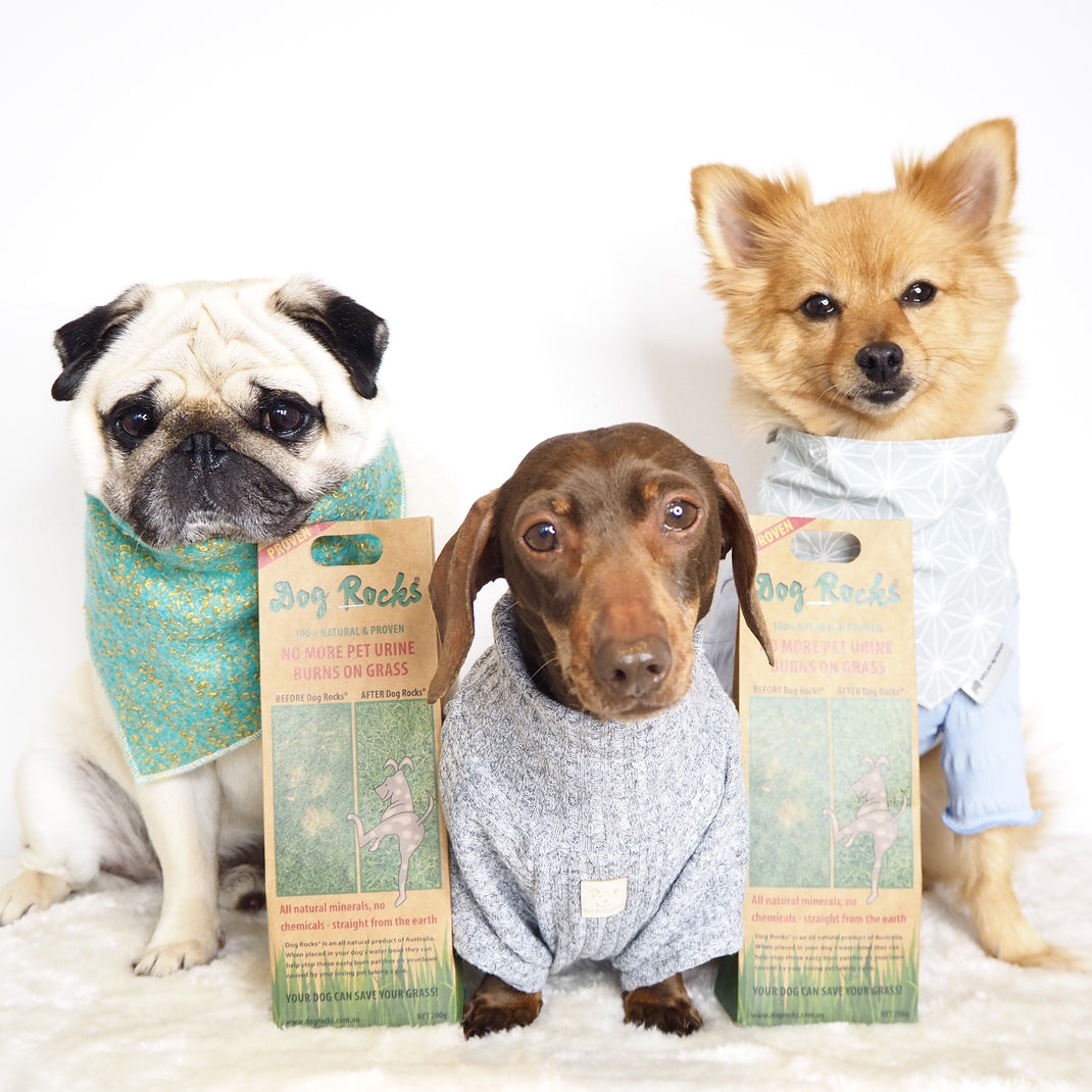 Dog Rocks, Original 100% Natural Cure to Pet Pee Burning Your Grass ...